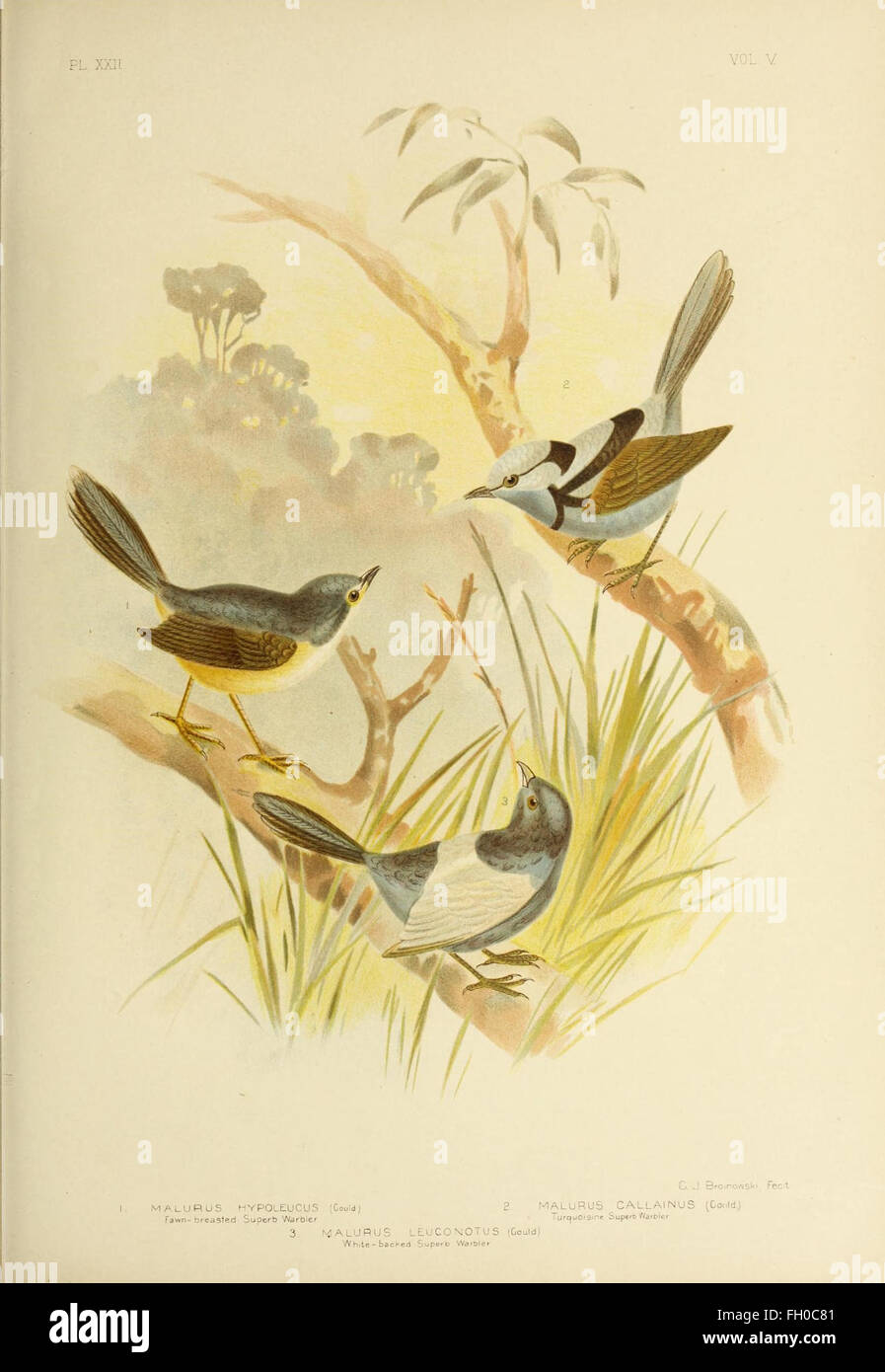 A comprehensive guide to the bird species of Australia, detailing their ...