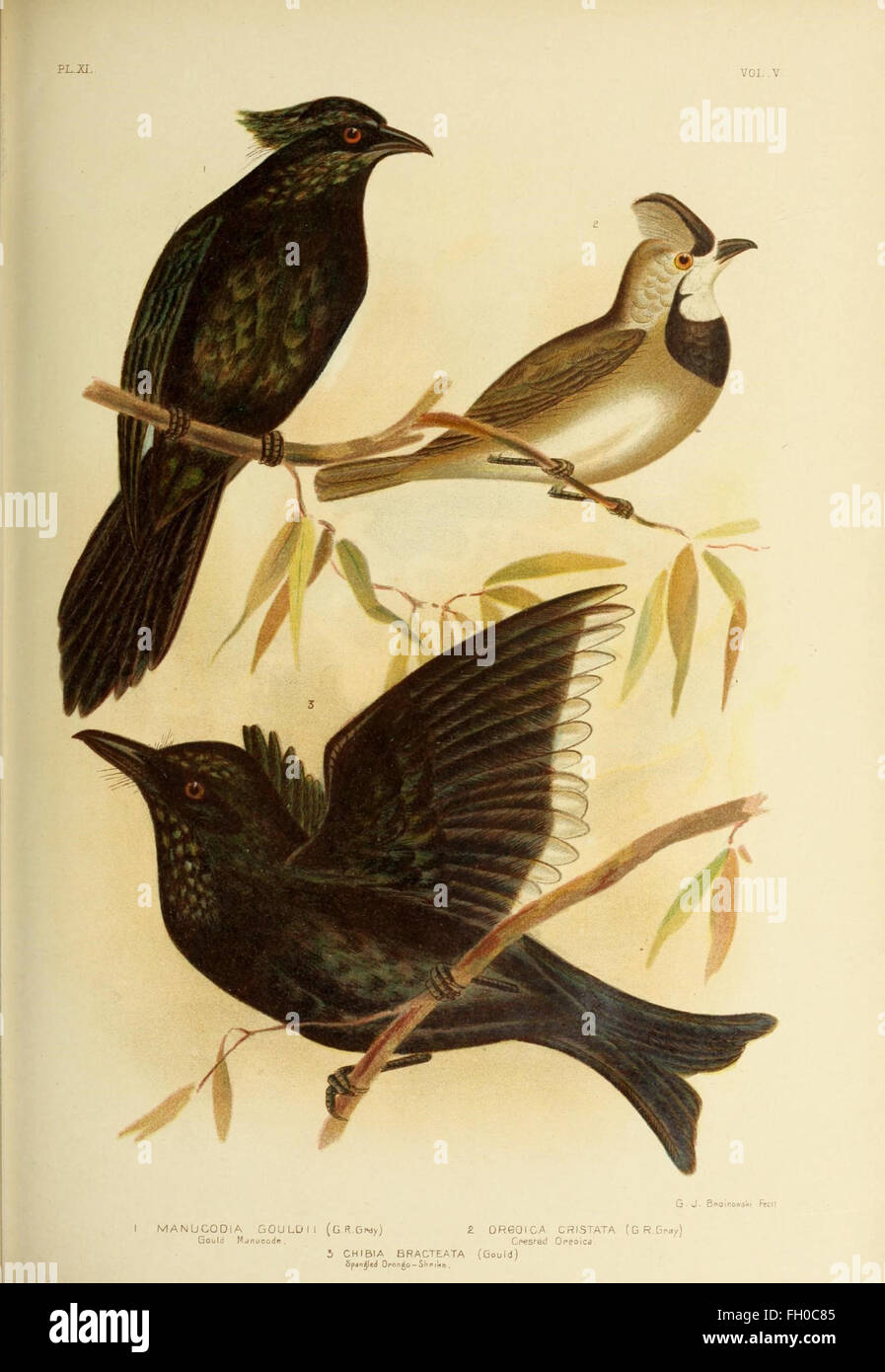A comprehensive guide to the bird species of Australia, detailing ...