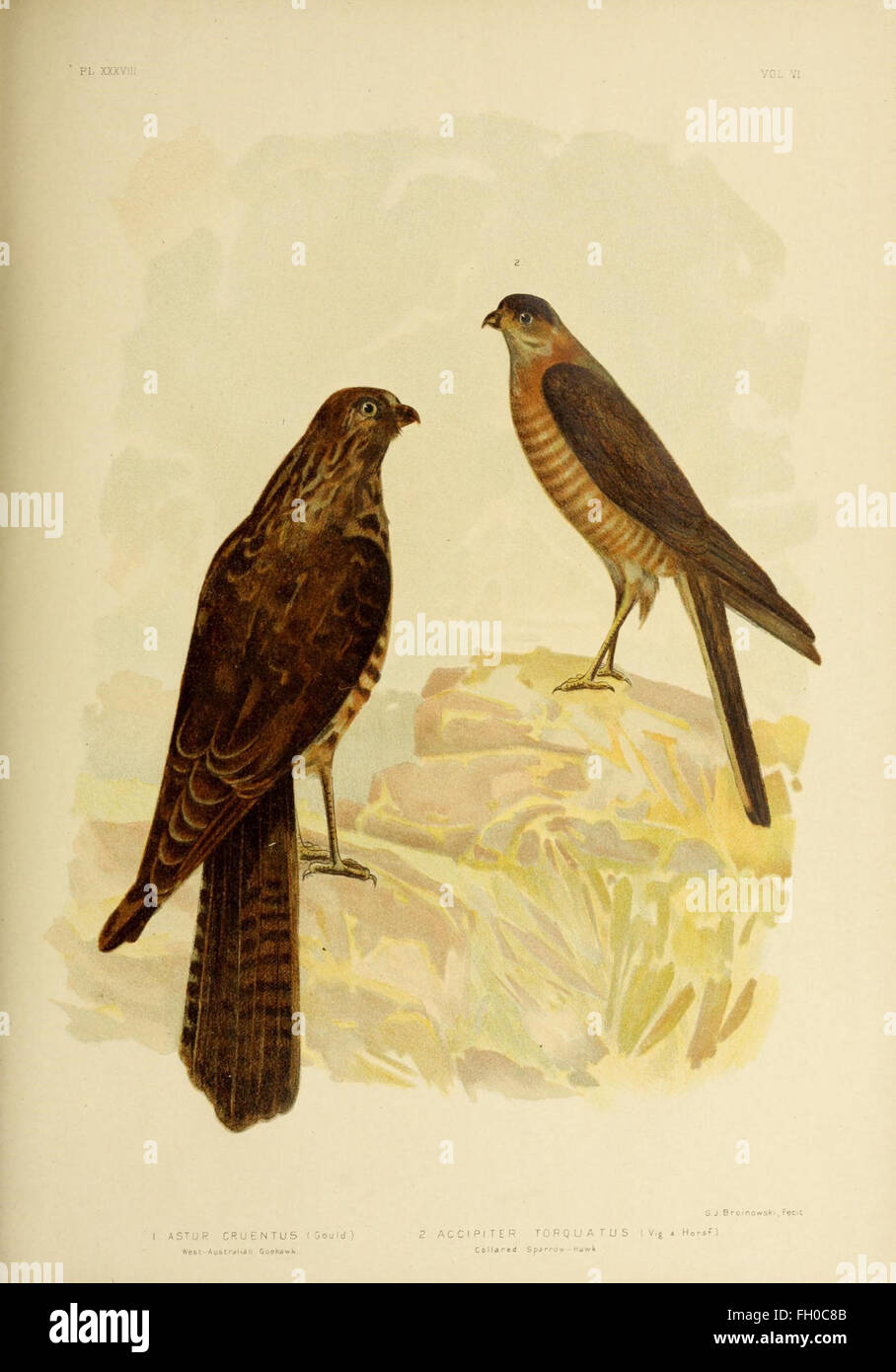 'The Birds of Australia' provides a comprehensive overview of ...