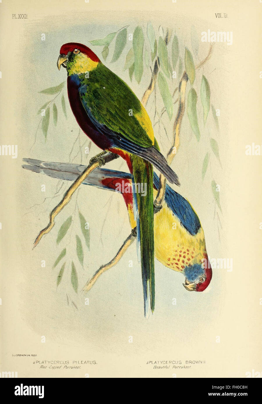 *The Birds of Australia* provides a comprehensive overview of the avian ...