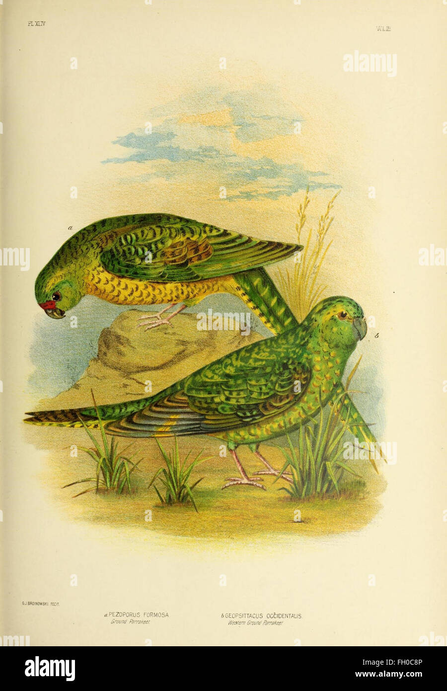 A comprehensive guide to the bird species of Australia, detailing their ...