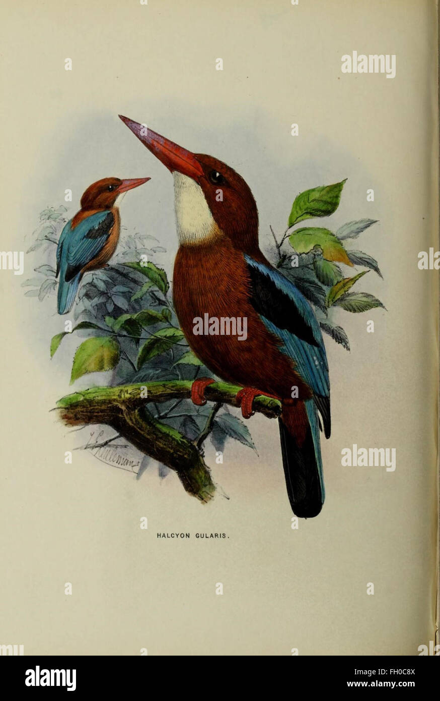 This work provides an in-depth study of the Alcedinidae family, which ...