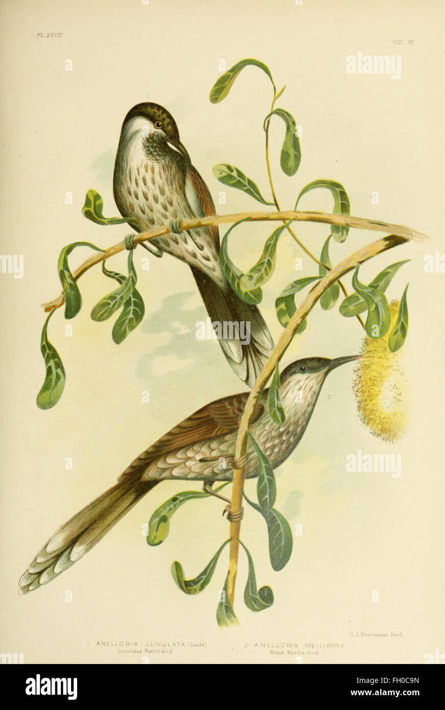 This work provides an extensive guide to Australian bird species ...