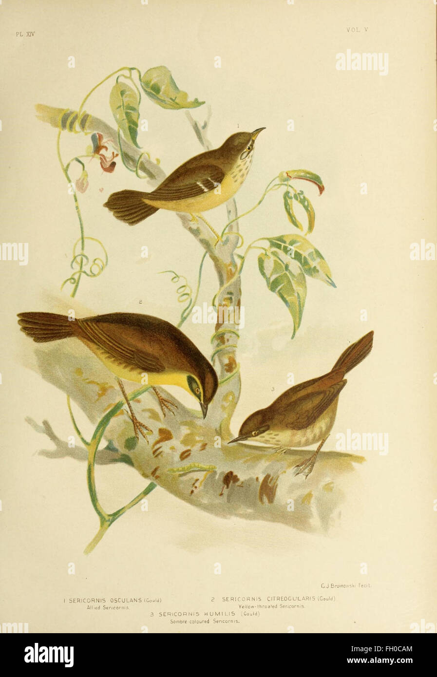 This comprehensive work explores the diverse bird species native to ...