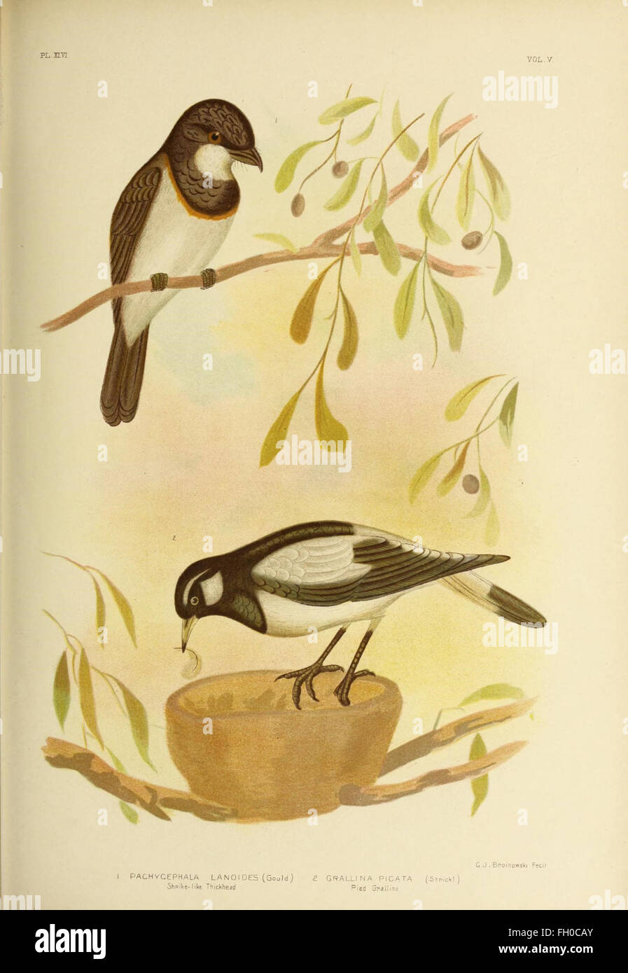 A detailed examination of the various bird species native to Australia ...