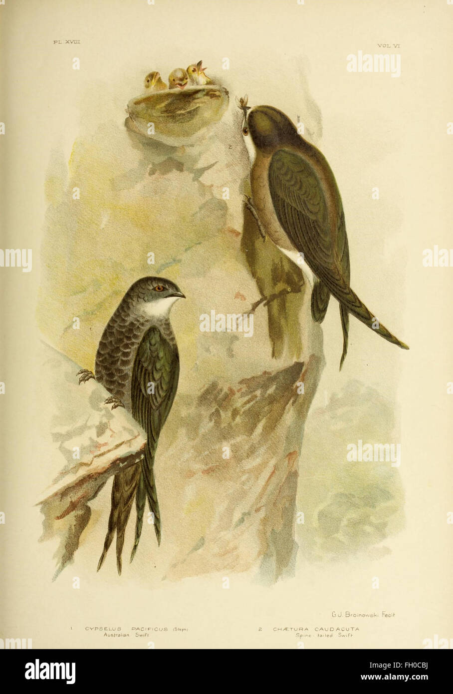 A comprehensive reference work on the birds of Australia, featuring ...