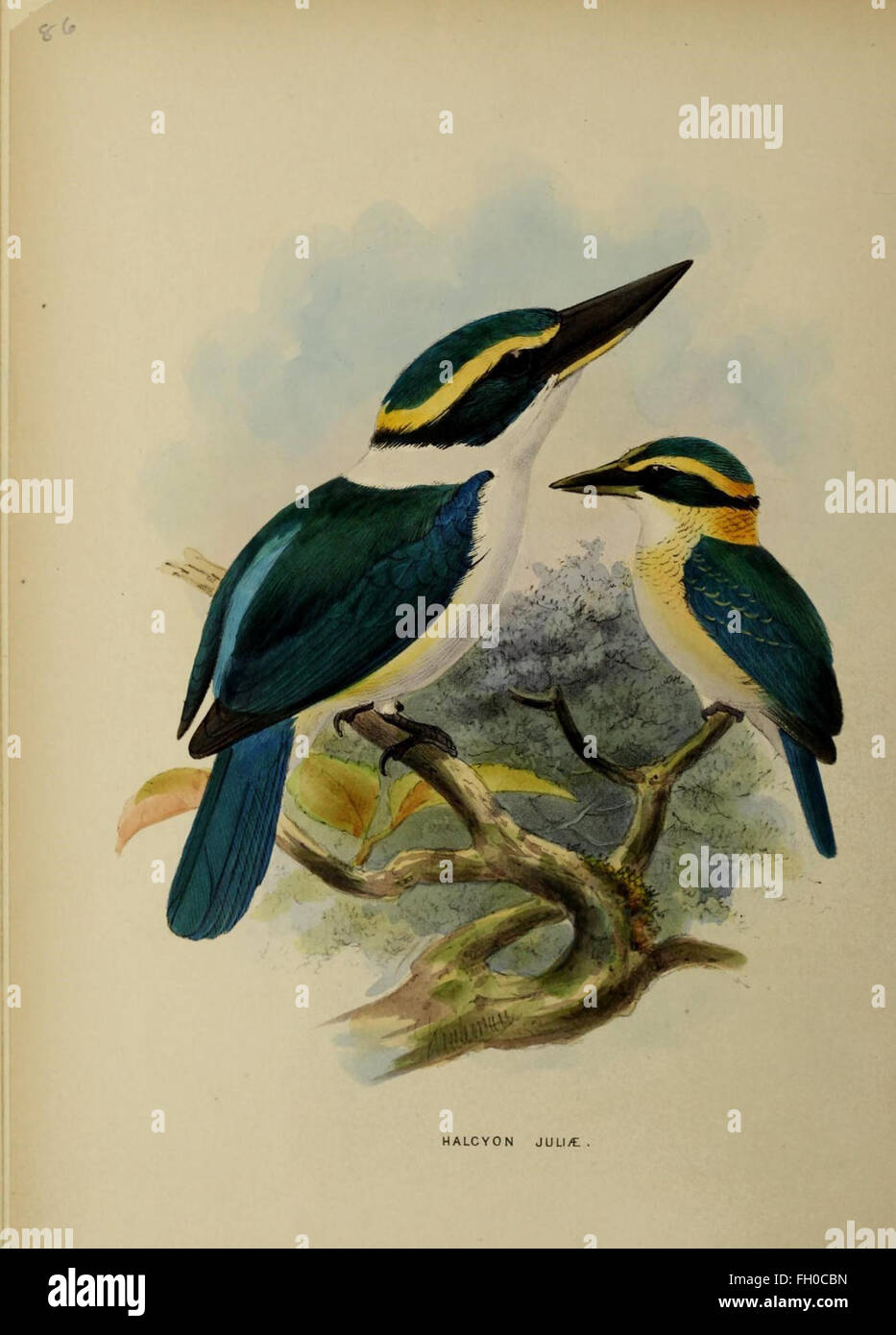 This monograph provides an in-depth study of the Alcedinidae family ...