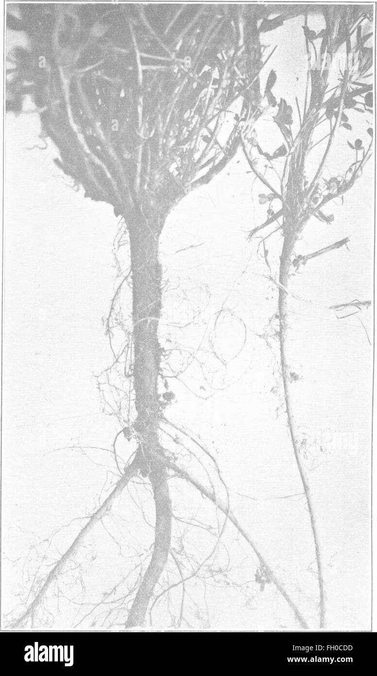 The book of alfalfa; history, cultivation and merits. Its uses as a ...