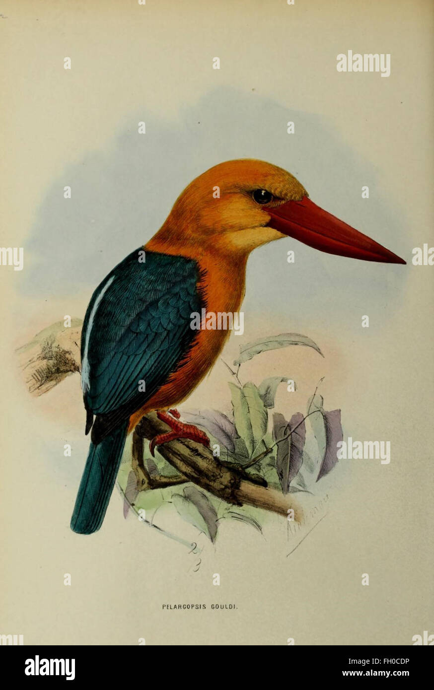 This monograph focuses on the Alcedinidae family of birds, specifically ...