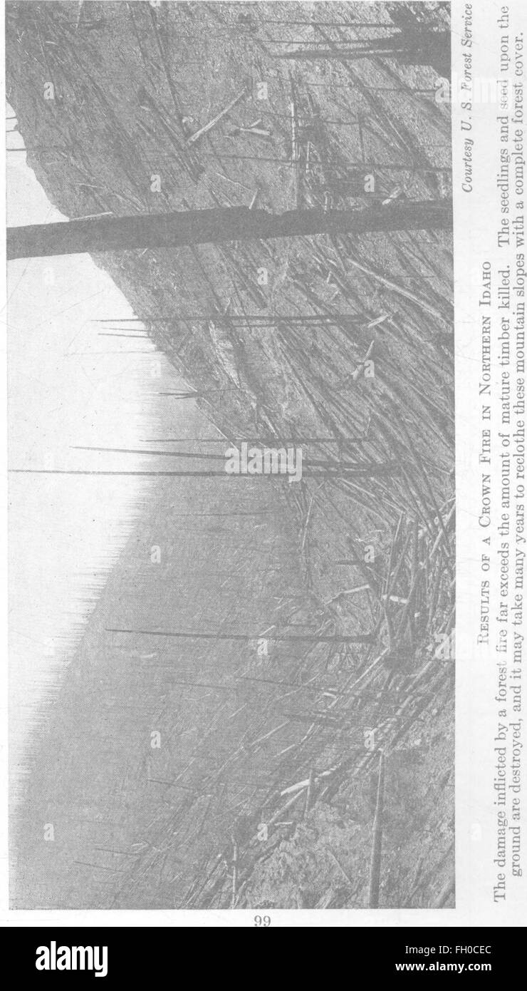 Book green tree on Black and White Stock Photos & Images - Alamy