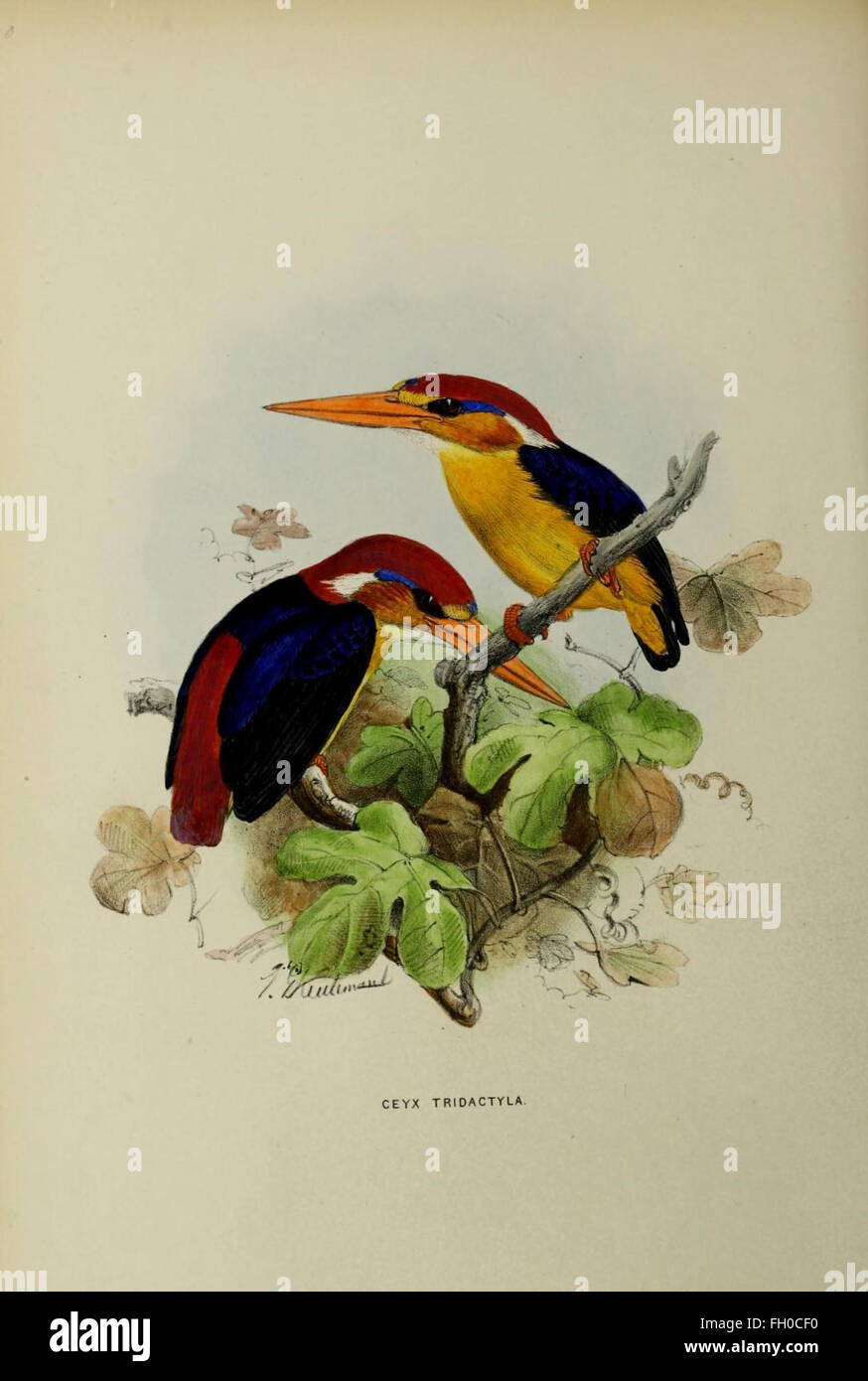This monograph provides an in-depth study of the Alcedinidae family ...