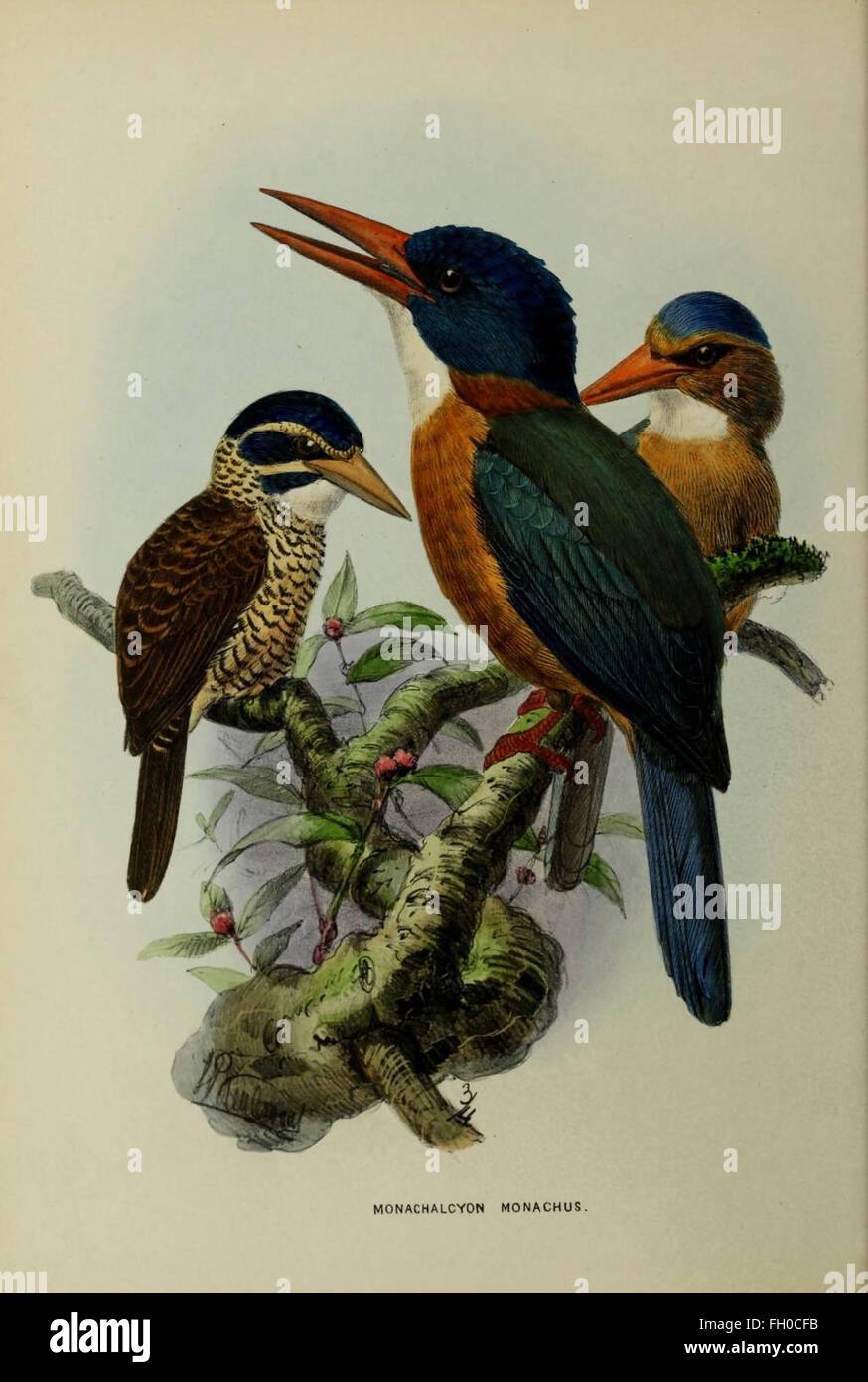 This monograph on the Alcedinidae family provides an in-depth study of ...