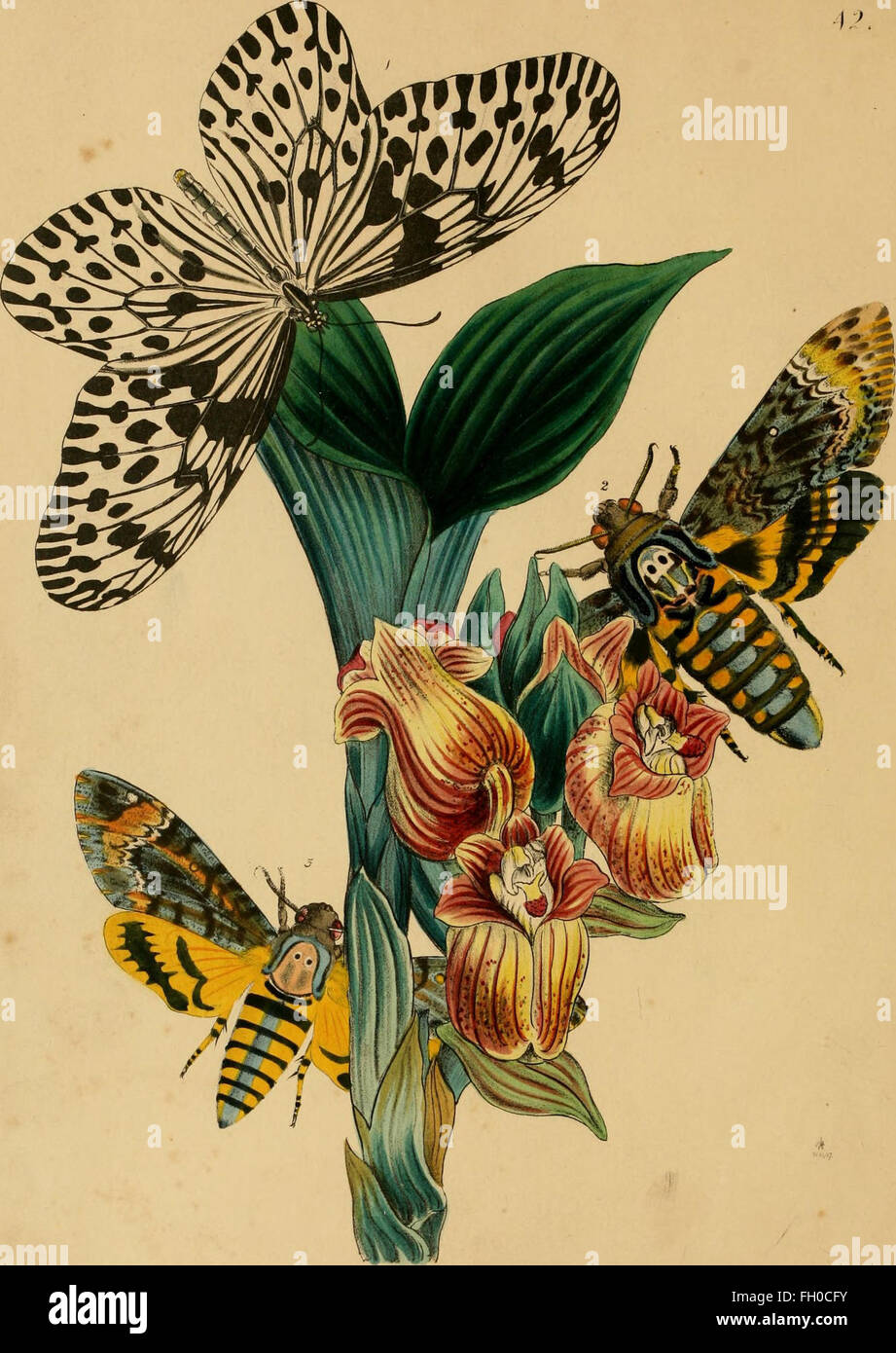 This cabinet of oriental entomology showcases rare and beautiful insect ...