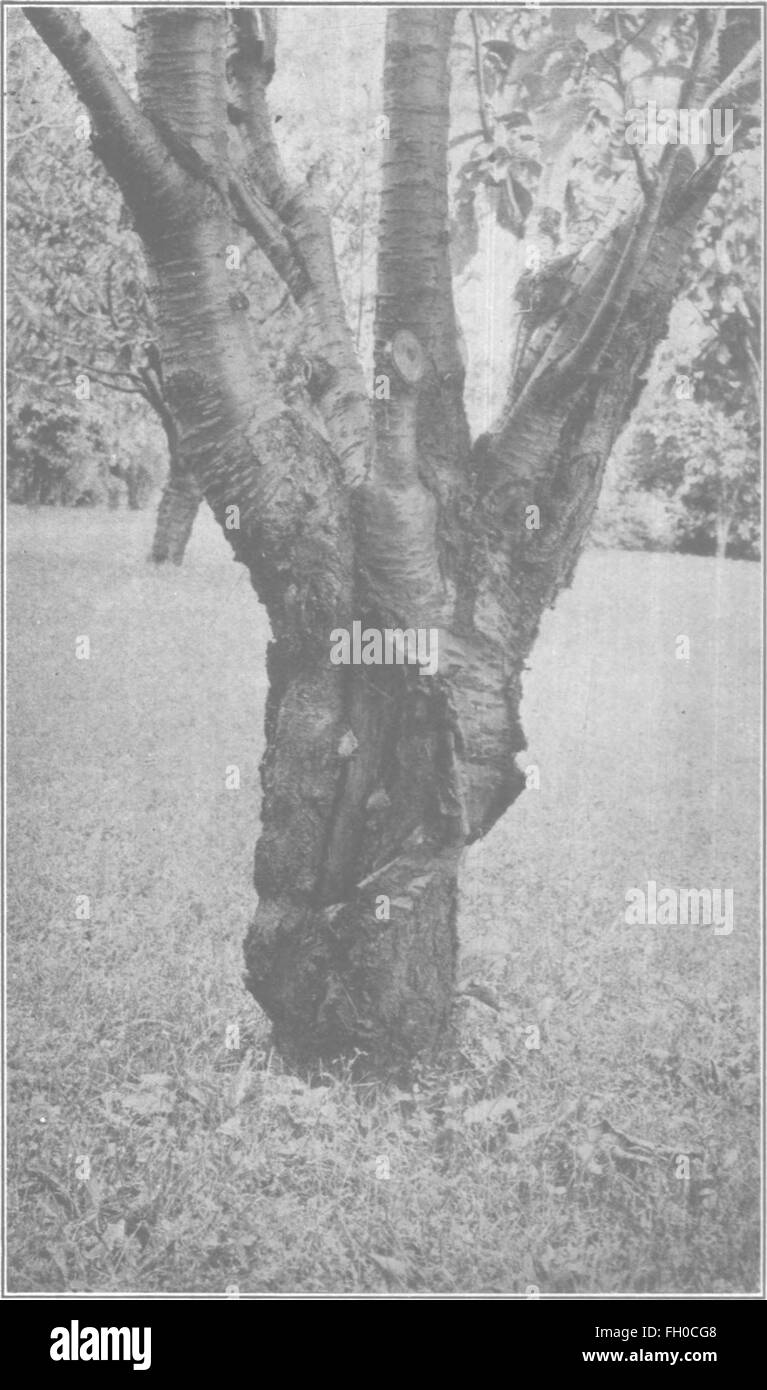 Green lawn trees in Black and White Stock Photos & Images - Alamy