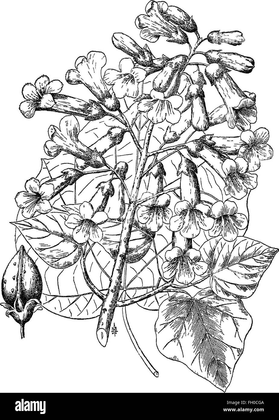 Guide on tree care Cut Out Stock Images & Pictures - Alamy