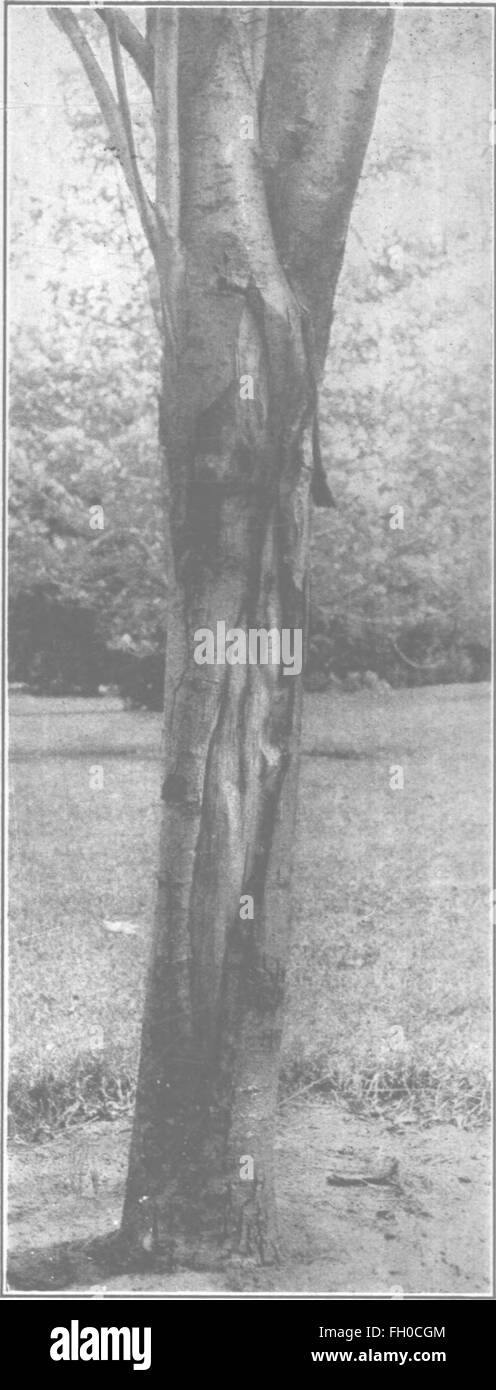 Planting shrubs shrub Black and White Stock Photos & Images - Alamy