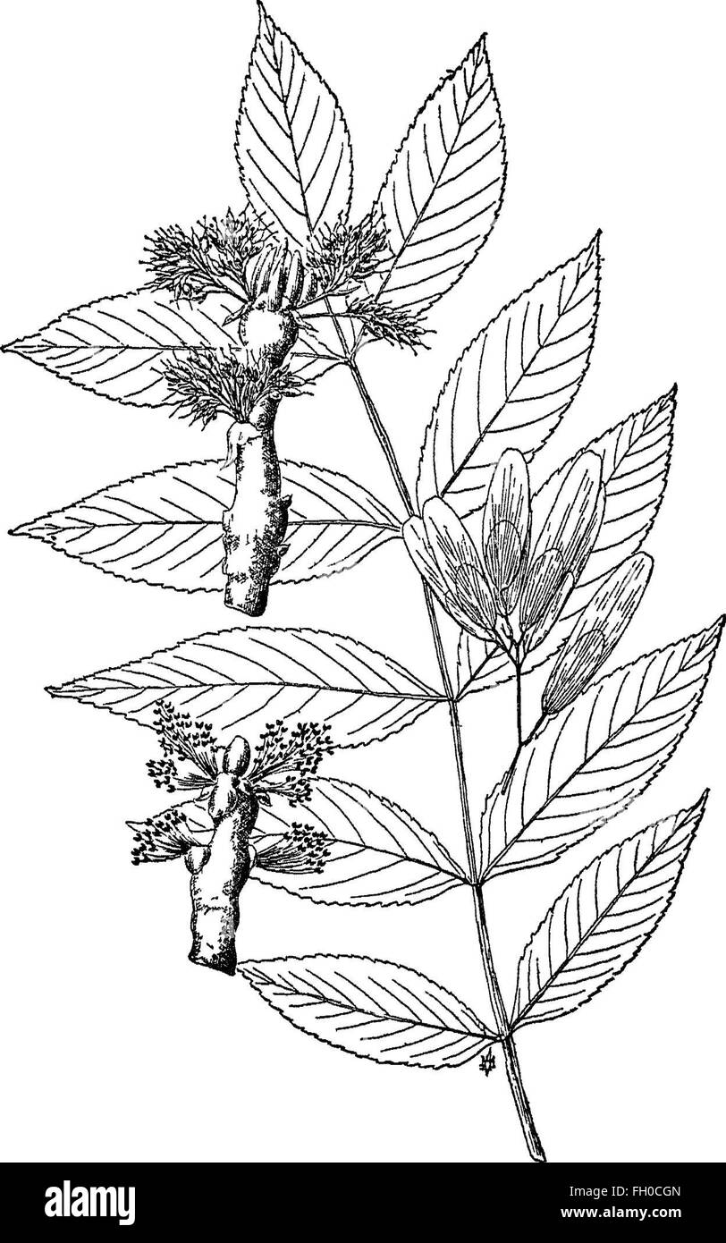 Growth instructions Cut Out Stock Images & Pictures - Alamy