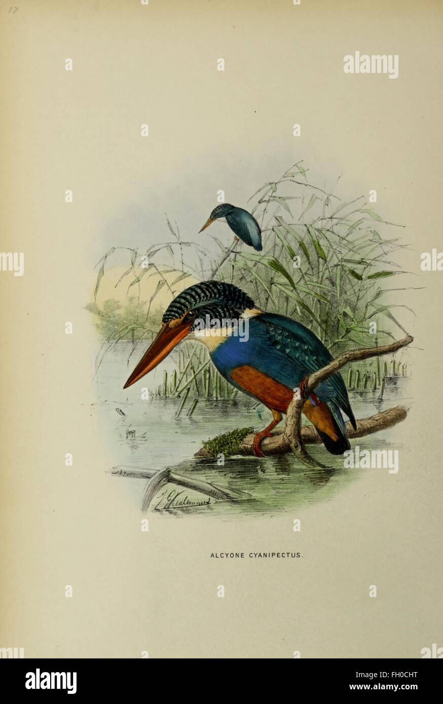 A detailed monograph on the Alcedinidae family, covering the behavior ...