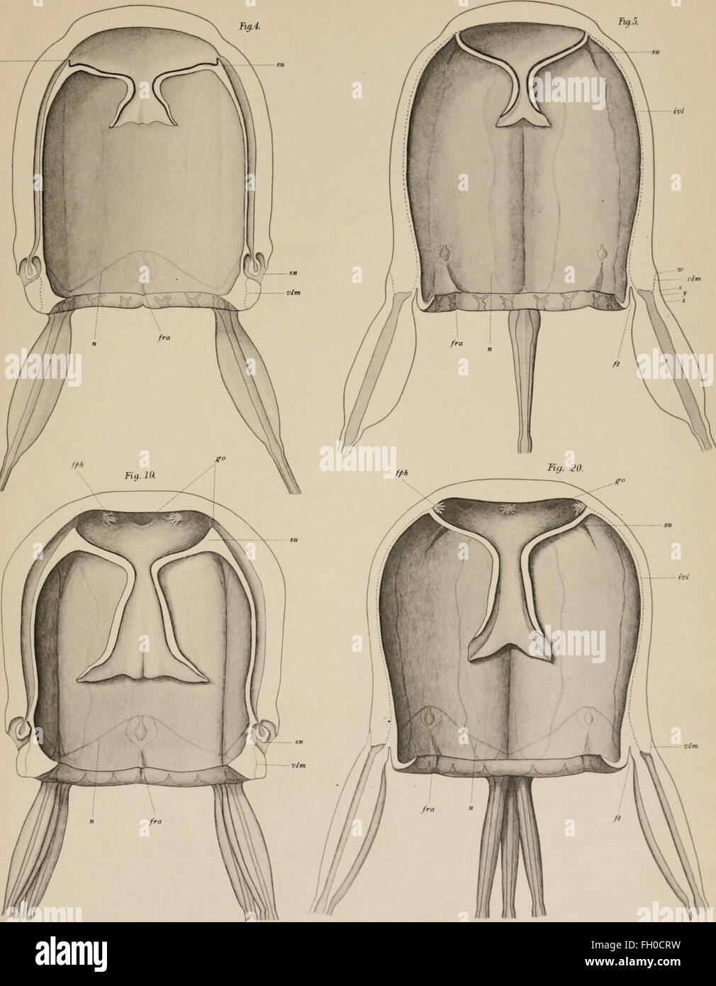 The Cubomedusae (1898) is a scientific text focusing on the study of ...