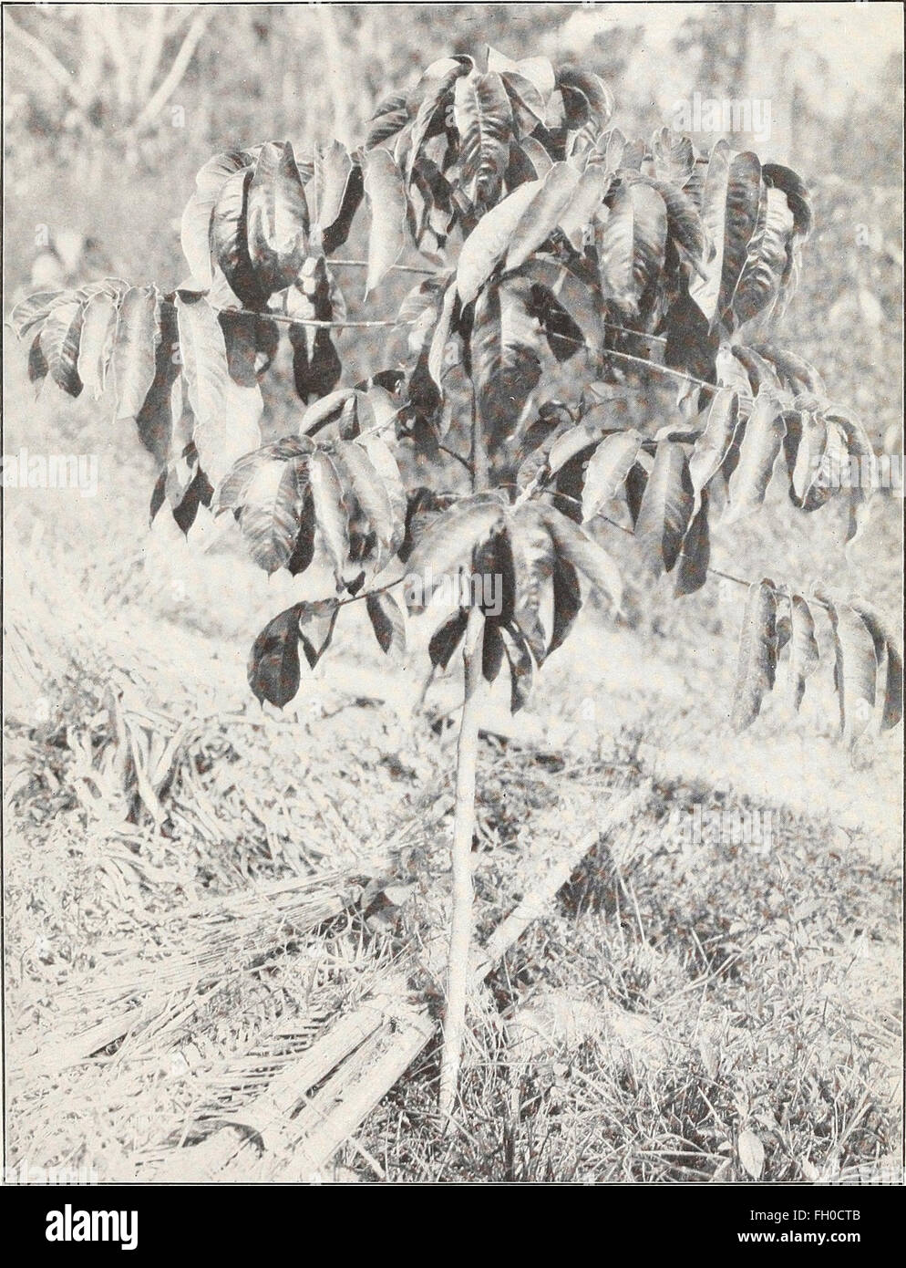 This 1903 publication details the botanical research and cultivation ...