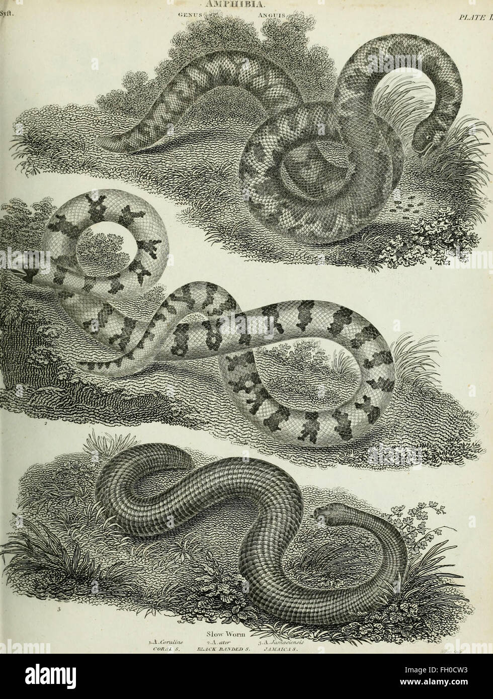 This 1820 work is a comprehensive universal dictionary, covering a ...