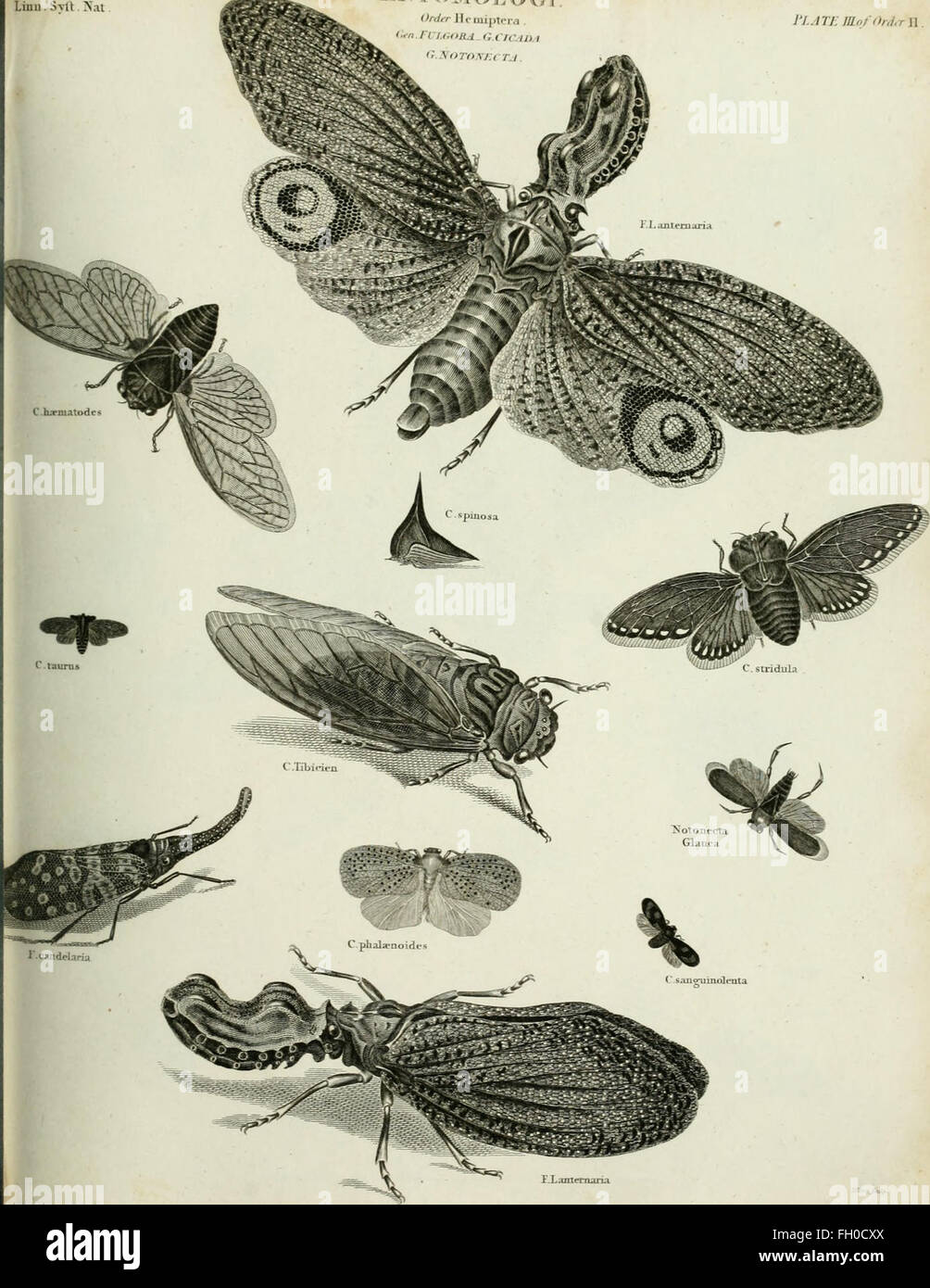This 1820 reference work is a comprehensive encyclopedia that includes ...