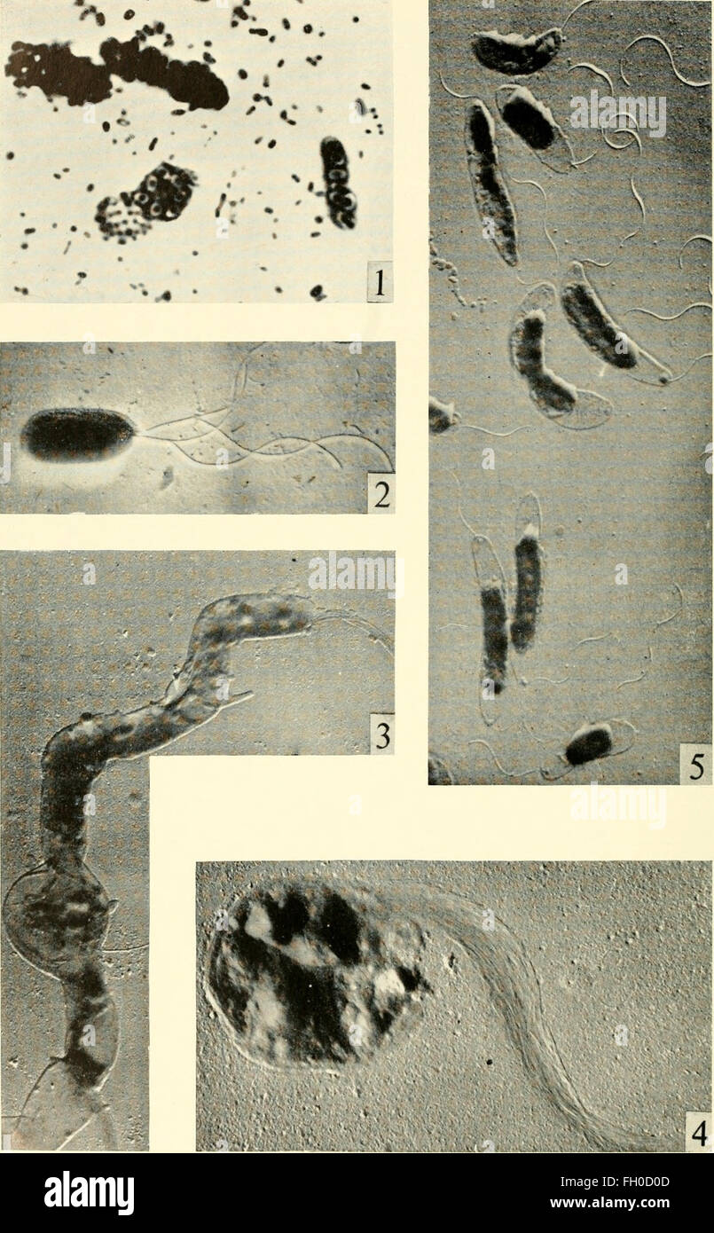 The cytology and life-history of bacteria (1955 Stock Photo - Alamy