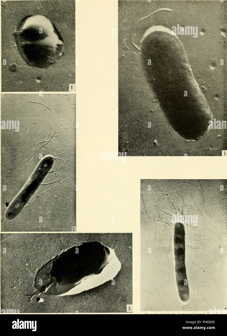 Various cellular processes hi-res stock photography and images - Alamy