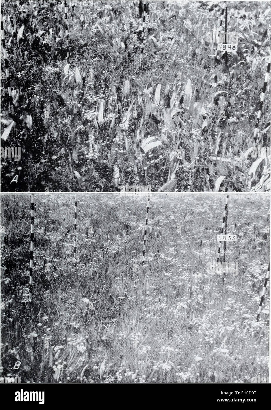 The Dalles pocket gopher and its influence on forage production of ...