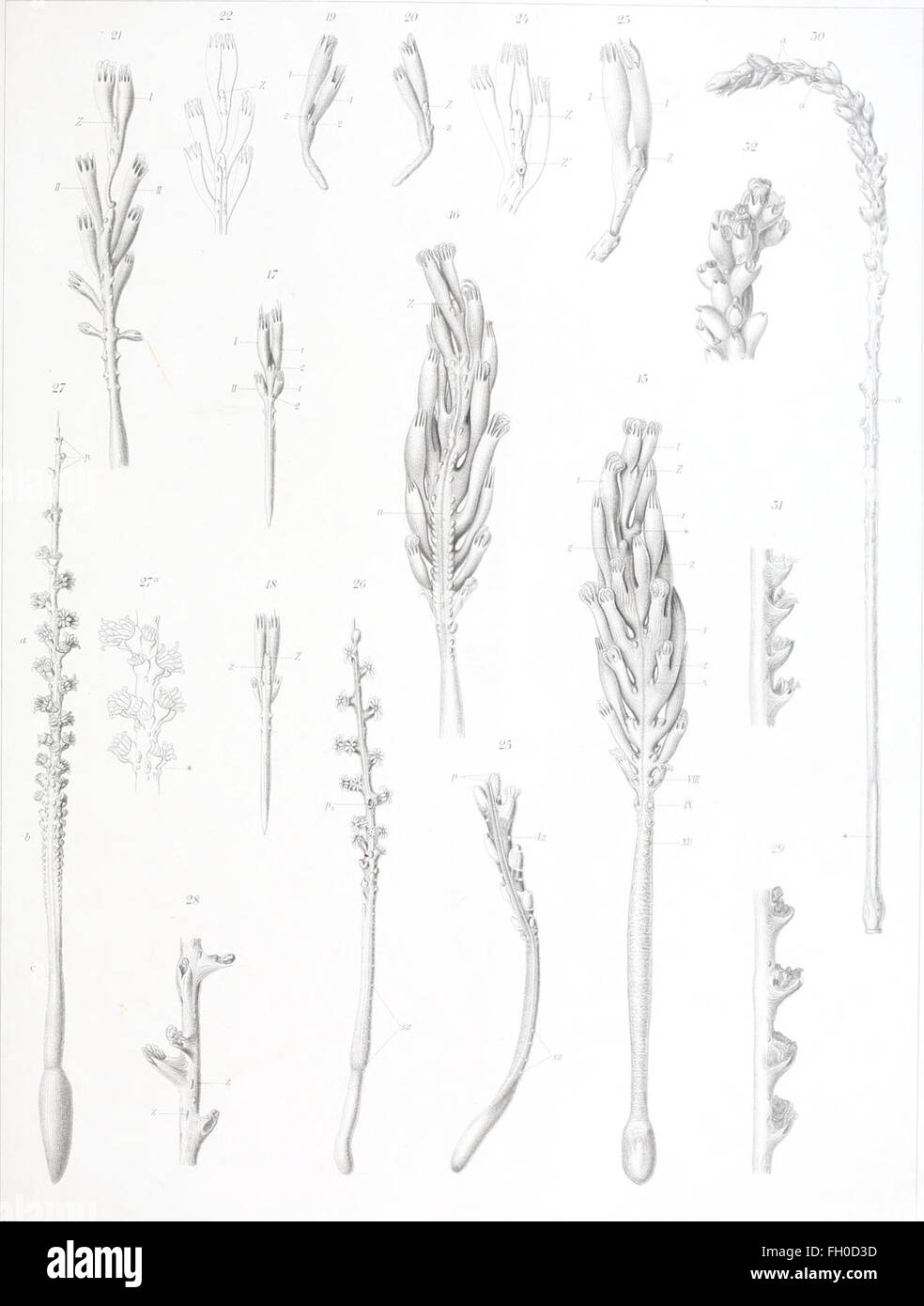 The Danish Ingolf-expedition (1899-1953 Stock Photo - Alamy