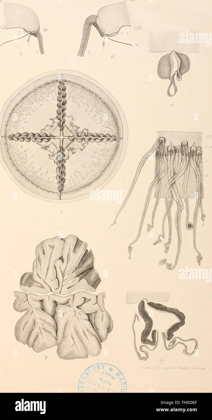 The 1919 Danish Ingolf-Expedition explored Arctic marine life and ...