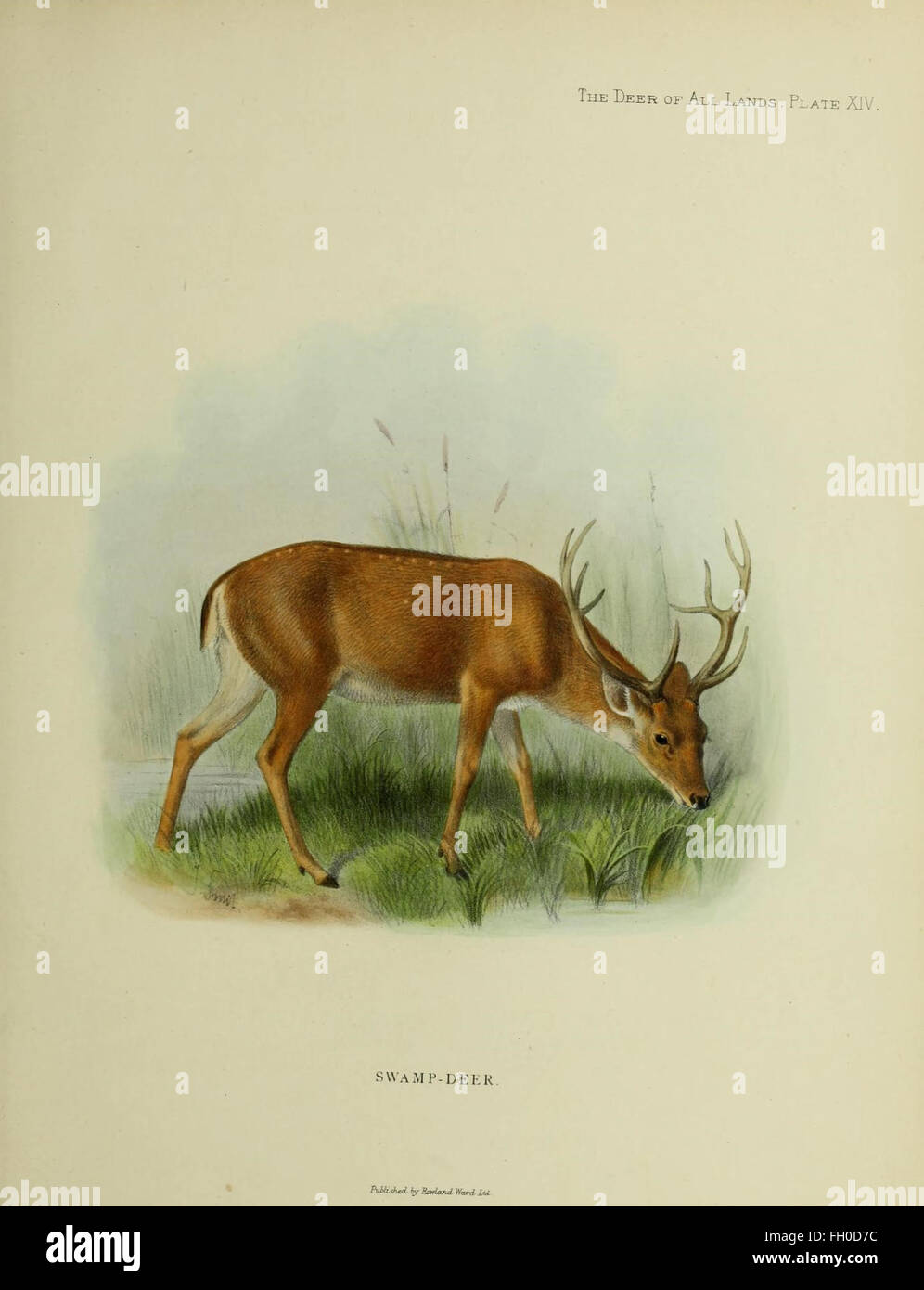 The deer of all lands Stock Photo - Alamy