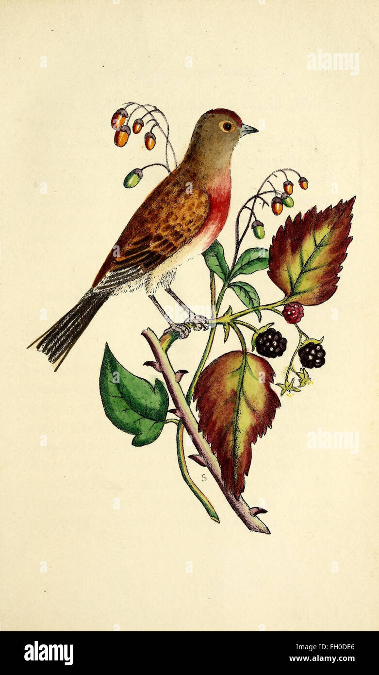 This work explores the concept of communication among birds, examining ...