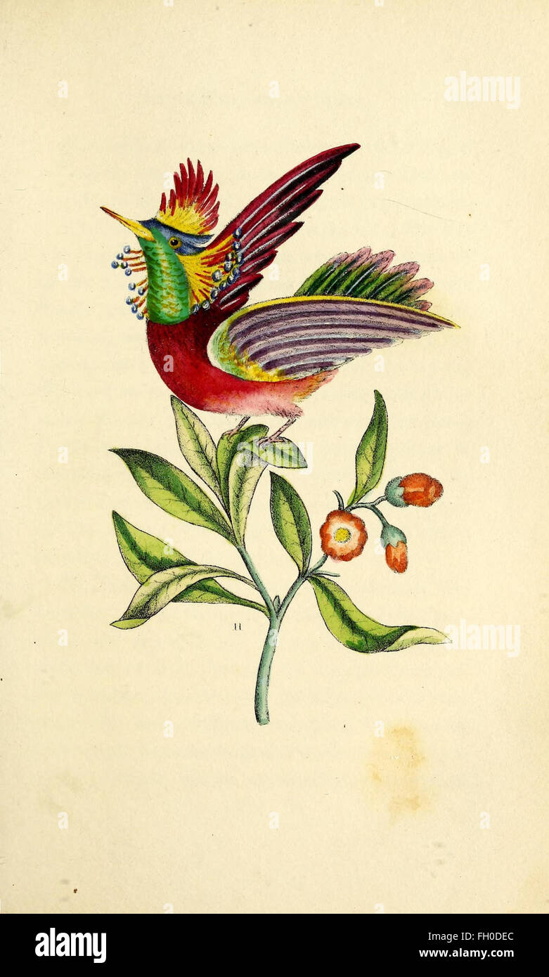 The language of birds Stock Photo - Alamy