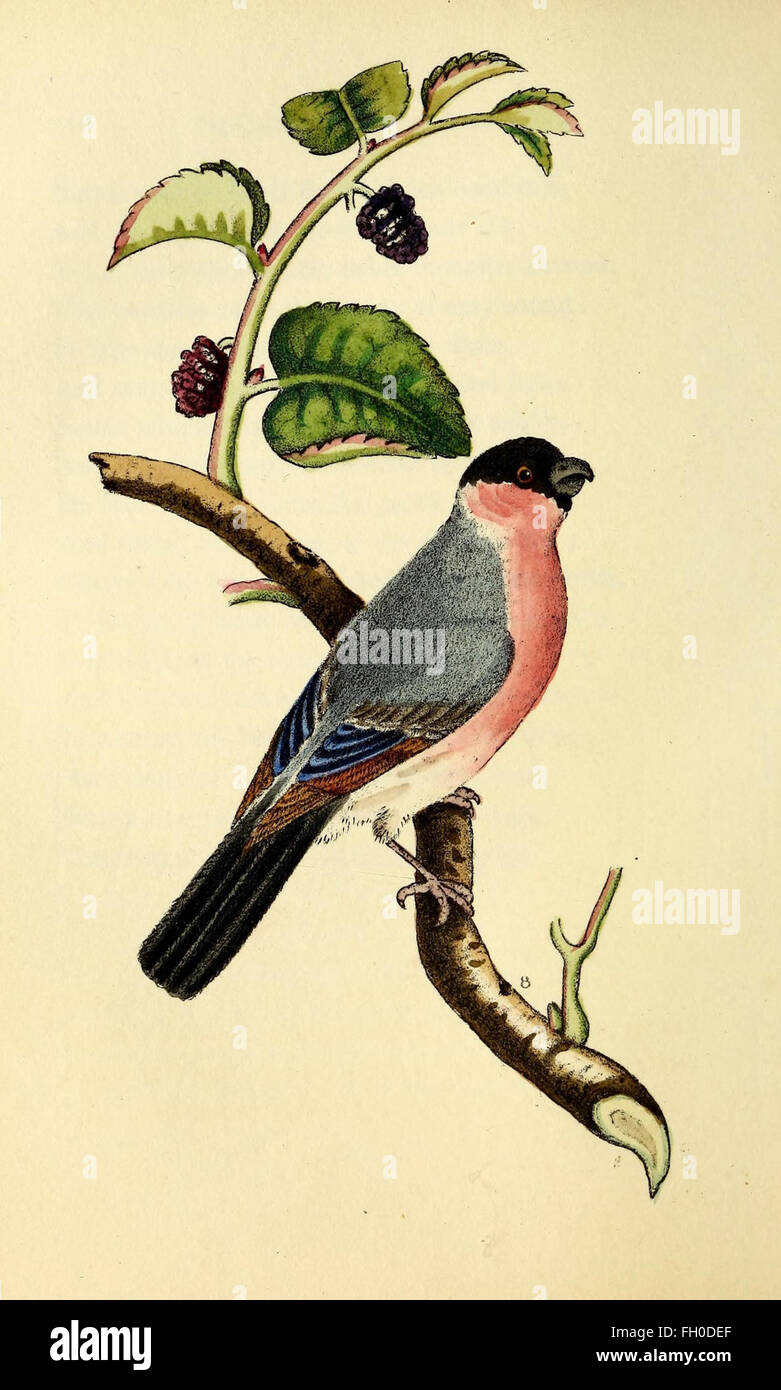 The language of birds Stock Photo - Alamy