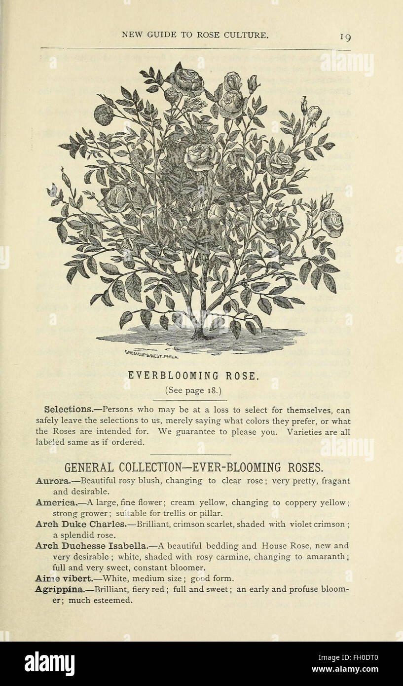 Rose culture roses u s department of agriculture hi-res stock ...