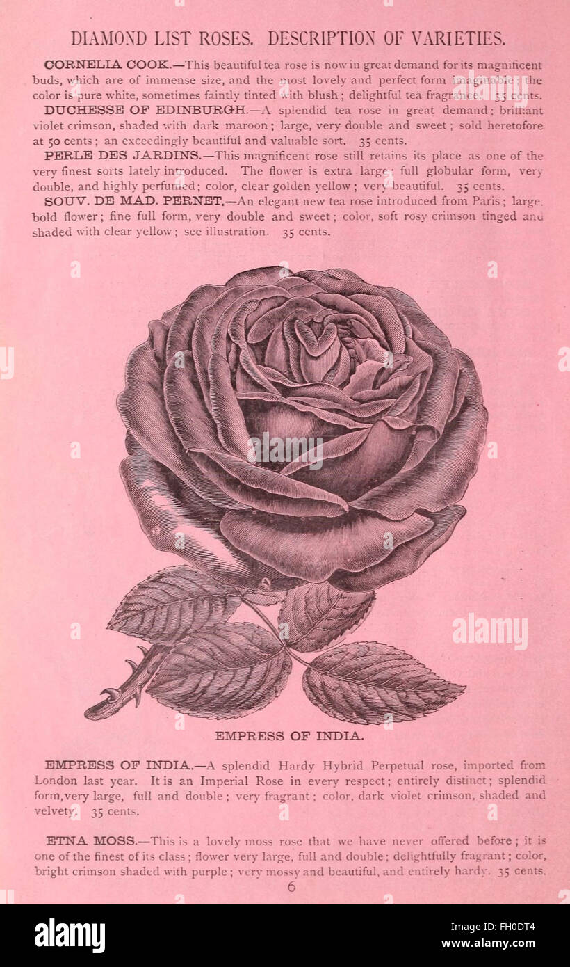 Rose culture roses u s department of agriculture hi-res stock ...