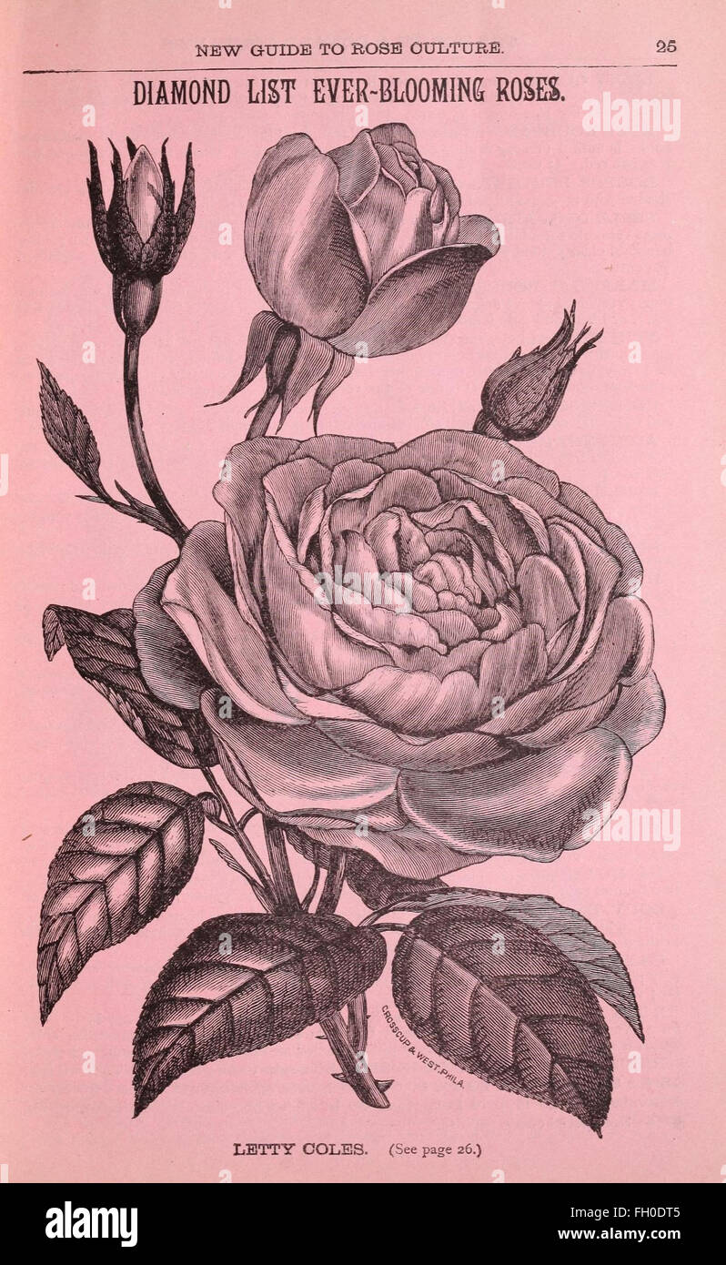 Rose culture roses u s department of agriculture hi-res stock ...