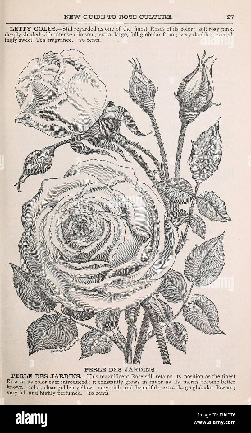 Rose culture roses u s department of agriculture hi-res stock ...