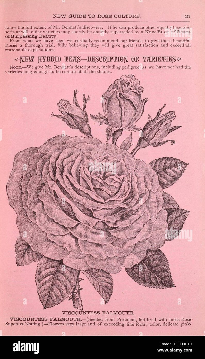Rose culture roses u s department of agriculture hi-res stock ...
