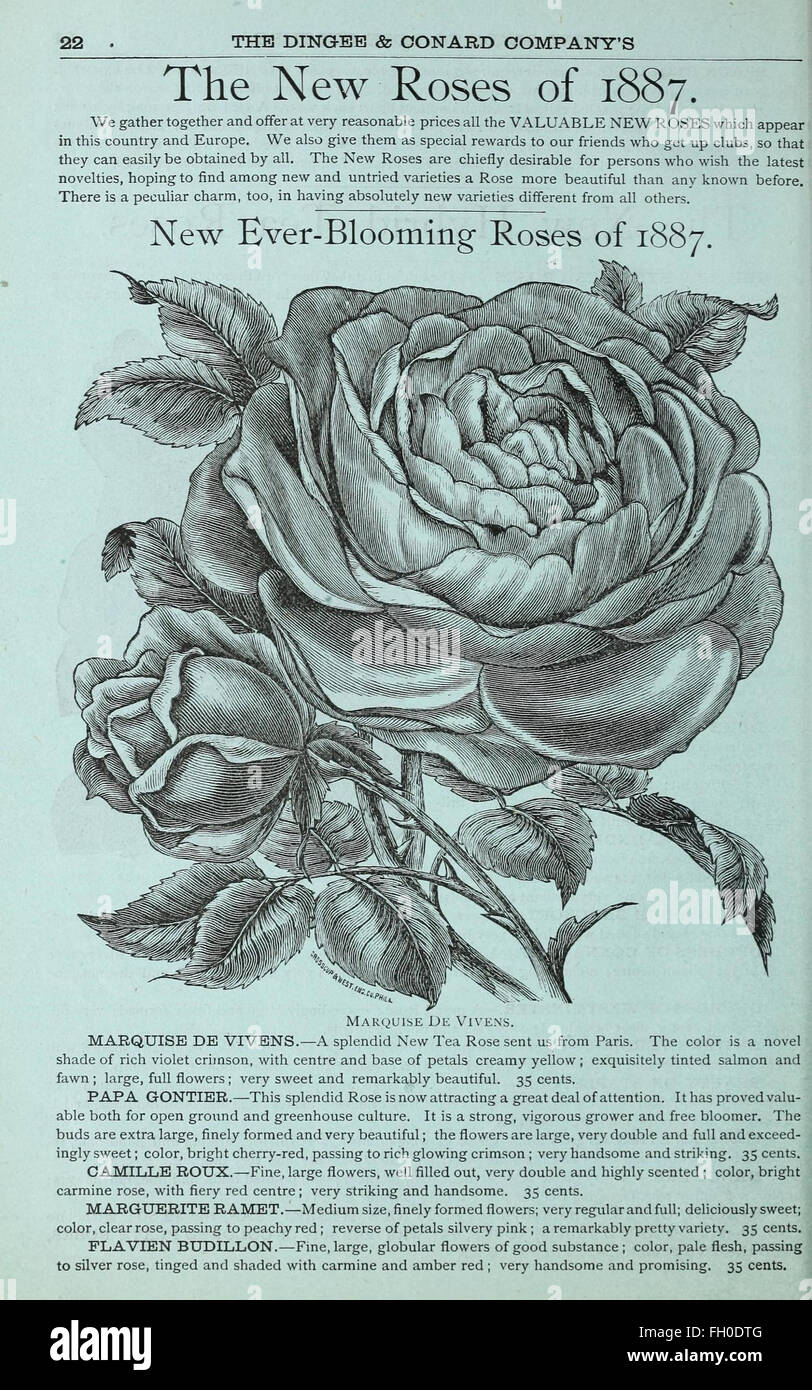 The new guide to rose culture Stock Photo - Alamy