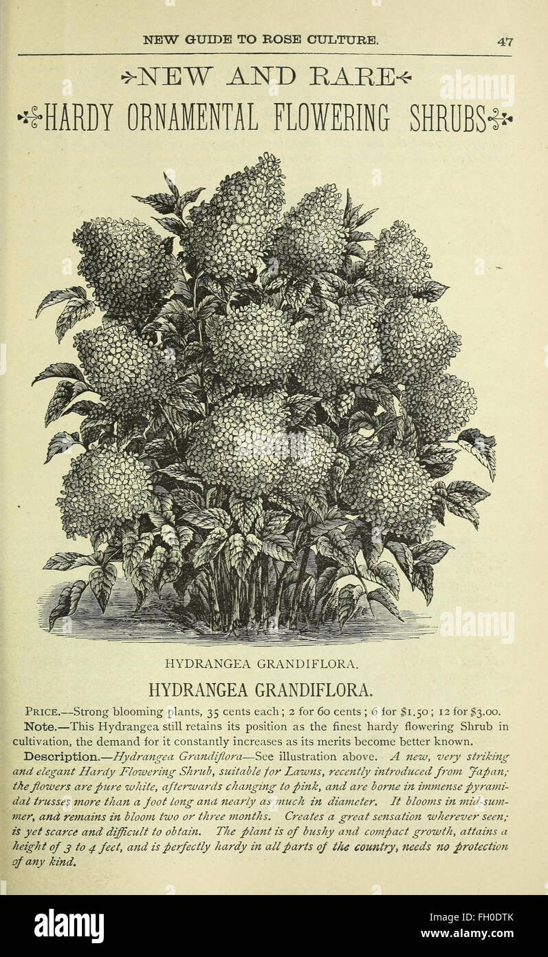 The new guide to rose culture Stock Photo - Alamy