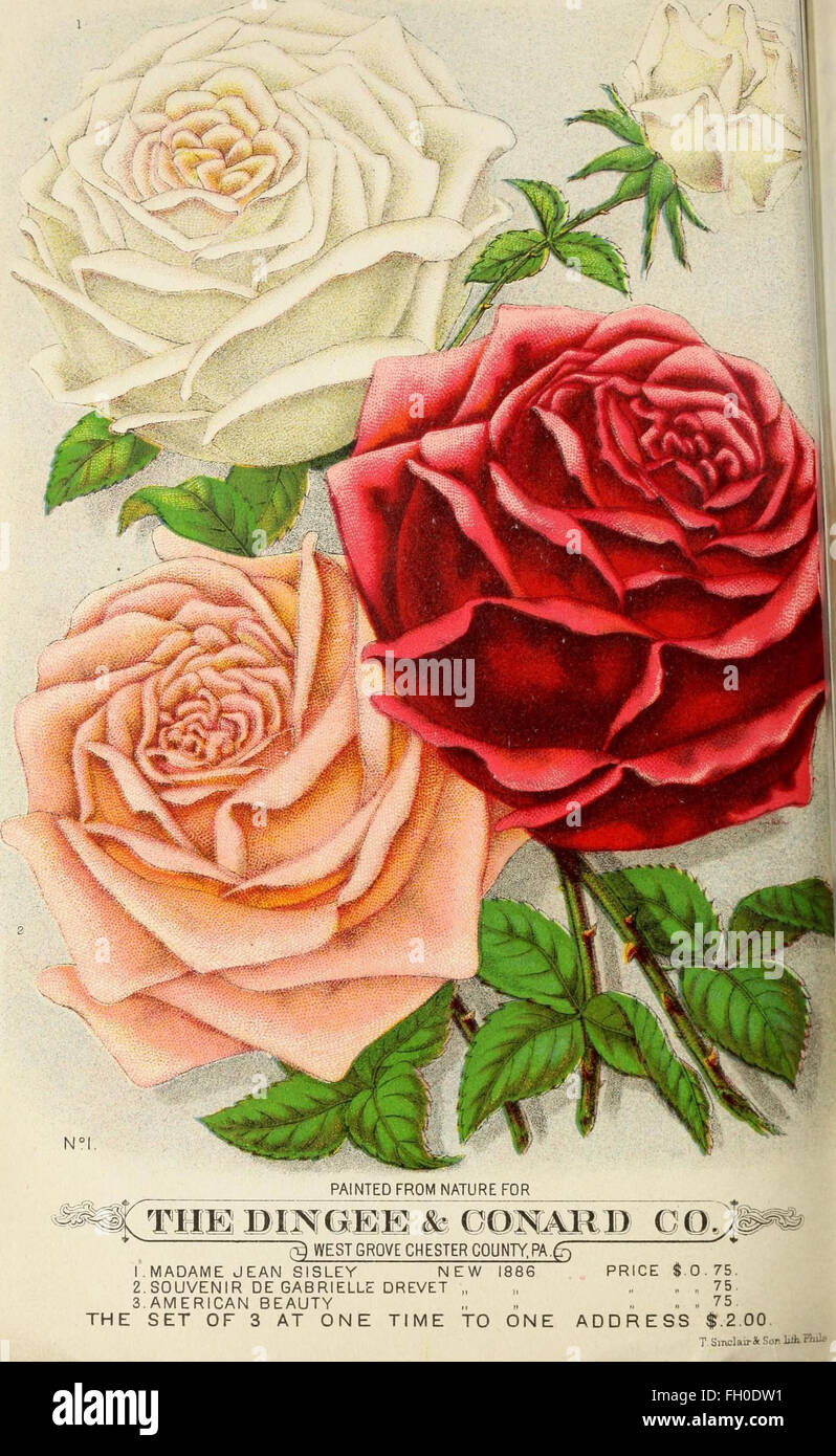 Rose culture roses u s department of agriculture hi-res stock ...