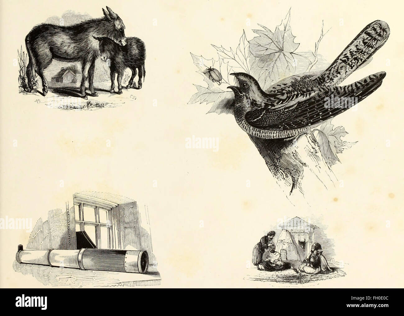 A progressive drawing book providing step-by-step lessons in drawing ...