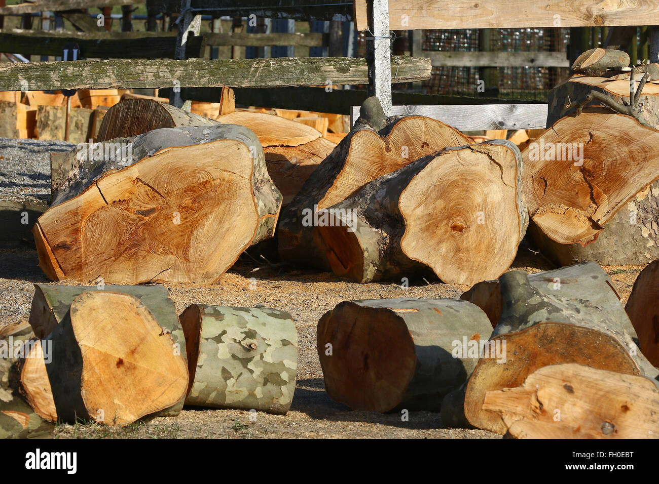 Large trees being cut and prepared for firewood Stock Photo - Alamy