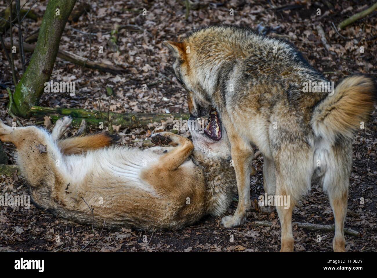 eating gray wolf in the forest Stock Photo - Alamy