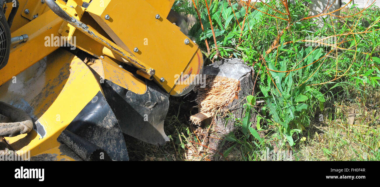 Stump machine at work Stock Photo - Alamy