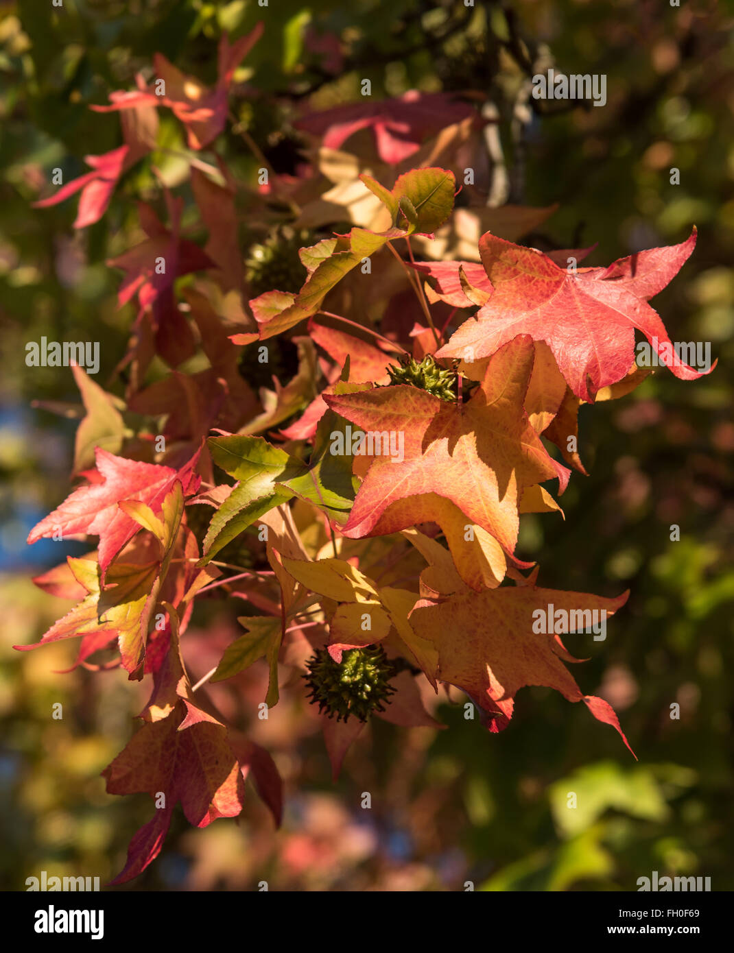 Beginning of fall color, section of tree, multicolor leaves with seed ...