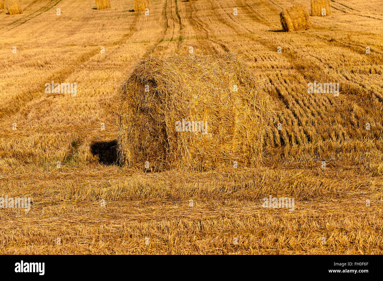 haystacks straw , summer Stock Photo - Alamy