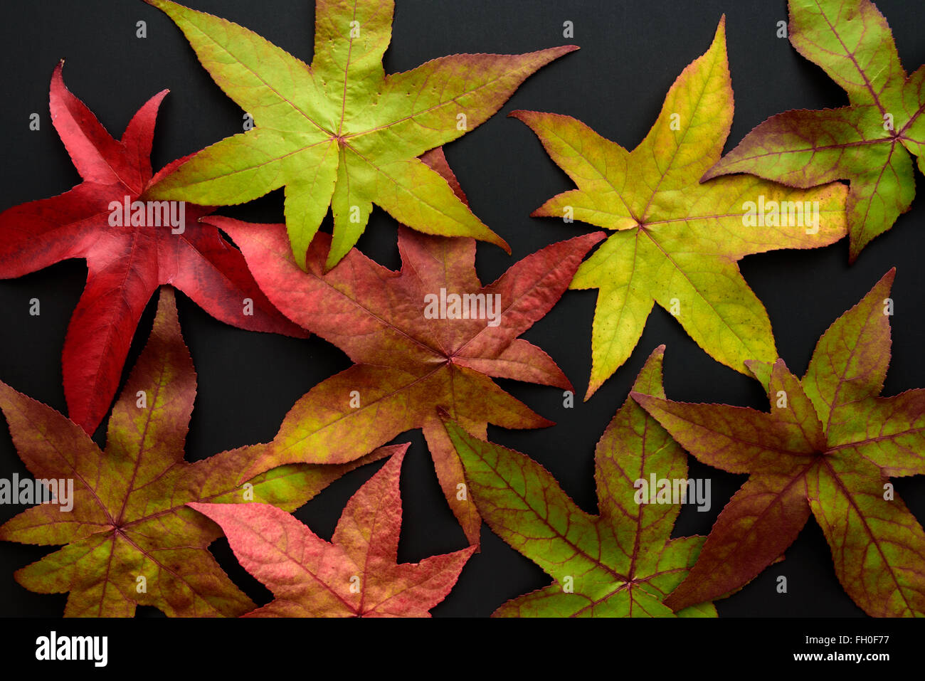 Fall color, colorful maple leaves scattered on a black background Stock ...
